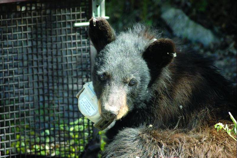 Tracking the basics of bear behavior | VailDaily.com