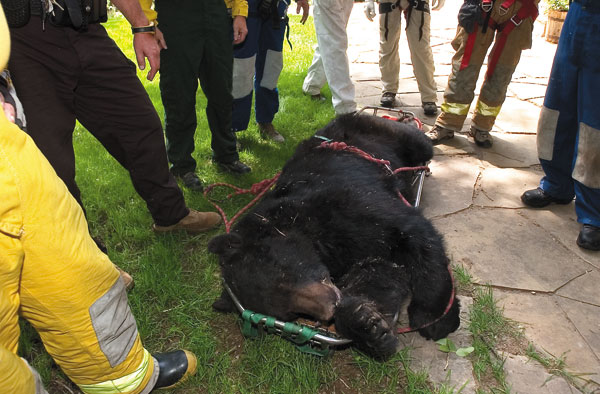 Bears breaking into Aspen homes, too | VailDaily.com