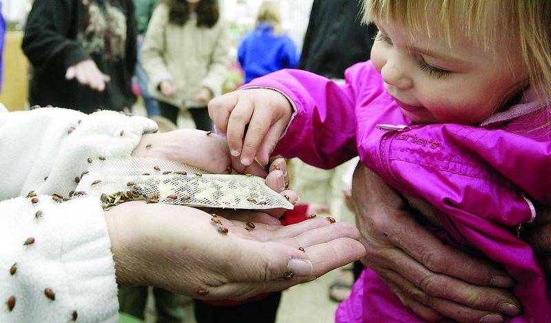 Learning about ladybugs | VailDaily.com