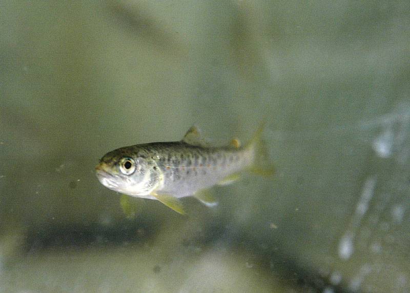 A fish called Wayne – or is it Wanda? | VailDaily.com