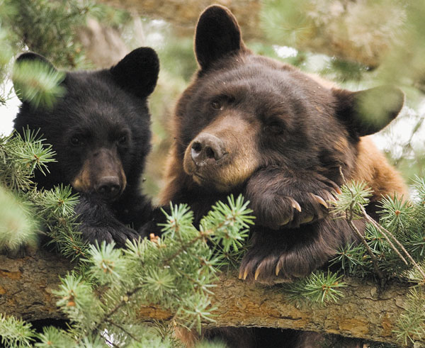 Where do Aspen’s bears roam? | VailDaily.com