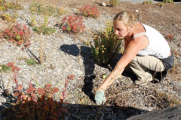 Weeding for winter | VailDaily.com