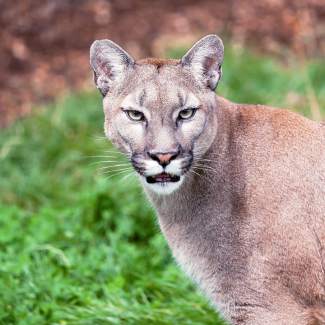 Summit County wildlife officer shoots mountain lion hit by car on Vail ...