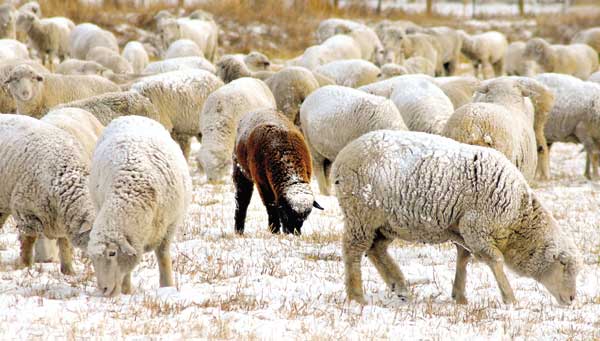 Feature photo: Black sheep of the family | VailDaily.com