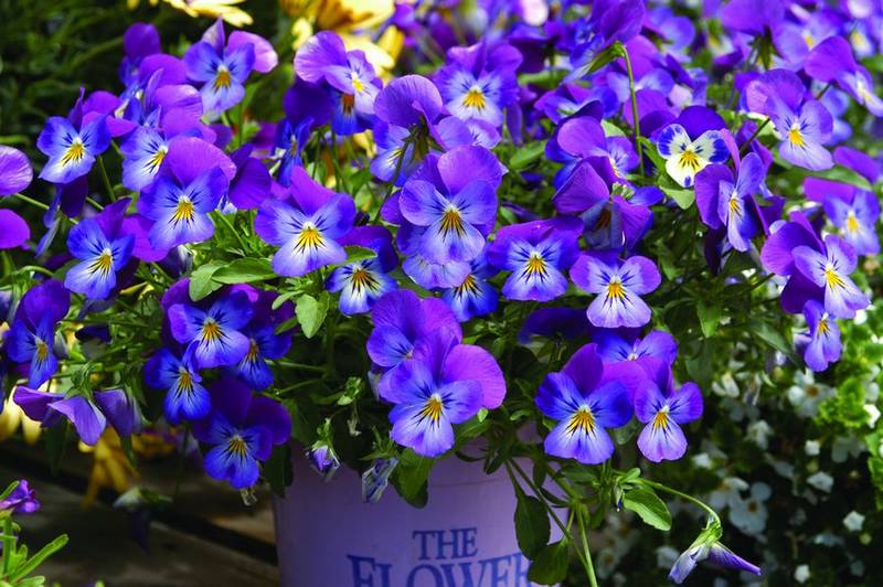 The velocity viola: A versatile flower | VailDaily.com