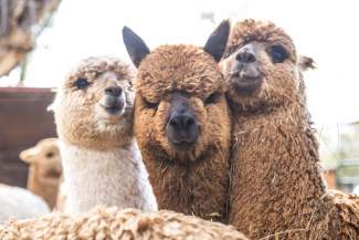 Big Hat Ranch raises alpacas and awareness about ranching | VailDaily.com