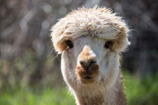 Big Hat Ranch raises alpacas and awareness about ranching | VailDaily.com