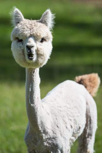 Big Hat Ranch raises alpacas and awareness about ranching | VailDaily.com