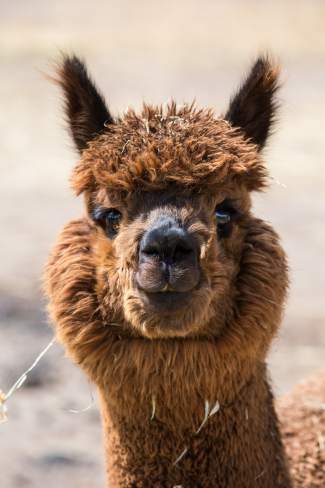 Big Hat Ranch raises alpacas and awareness about ranching | VailDaily.com