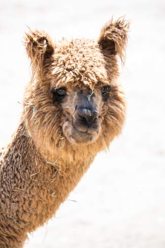 Big Hat Ranch raises alpacas and awareness about ranching | VailDaily.com