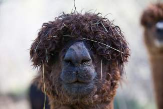 Big Hat Ranch raises alpacas and awareness about ranching | VailDaily.com