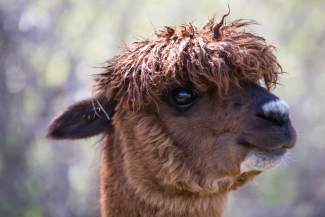 Big Hat Ranch raises alpacas and awareness about ranching | VailDaily.com