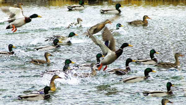 Feature photo: West Slope water fowl | VailDaily.com