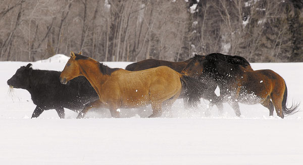 Feature photo: High Country horses | VailDaily.com