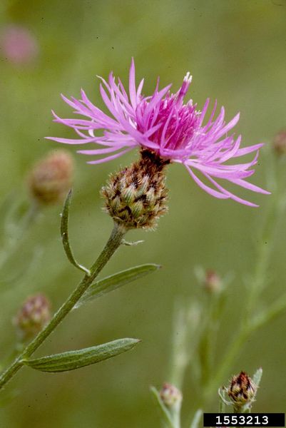 Eagle County Weed of the Week: Spotted Knapweed | VailDaily.com