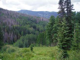 Spraddle Creek Hike | VailDaily.com