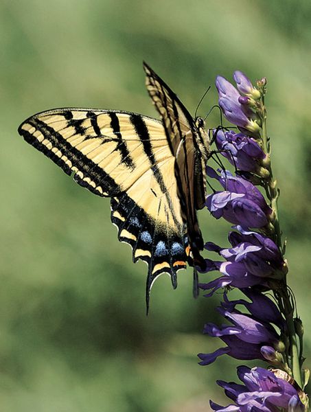 Hike of the Week: Learn about local flora and fauna by hiking with ...