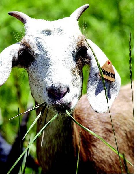 Goats back on weed- munching duty in Vail | VailDaily.com