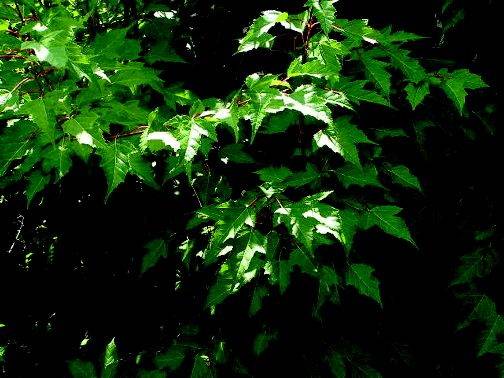 All hail the maple family | VailDaily.com