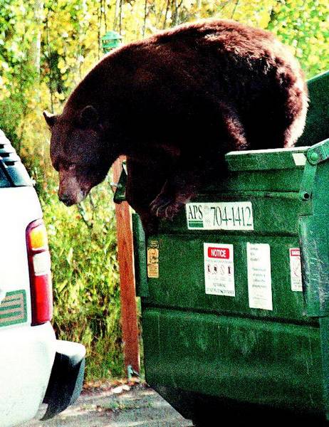 Breckenridge residents urged to steer clear of black bear who forgot to ...