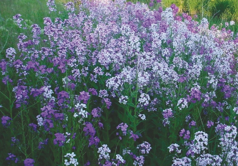 Eagle County Weed of the Week: Dames Rocket | VailDaily.com