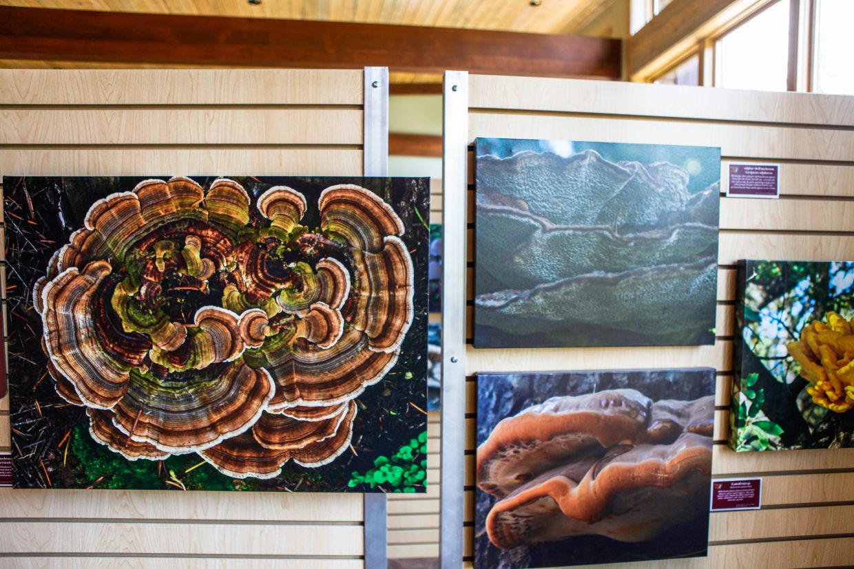 Educational exhibit about mushrooms on display at Betty Ford Alpine ...