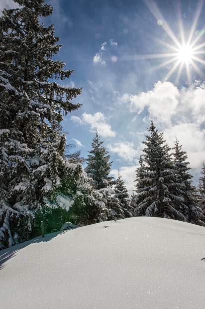 Tips for choosing, cutting and caring for a locally sourced tree ...