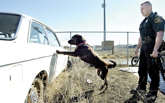 Marijuana legalization puts role of drug-sniffing dogs in the Colorado ...