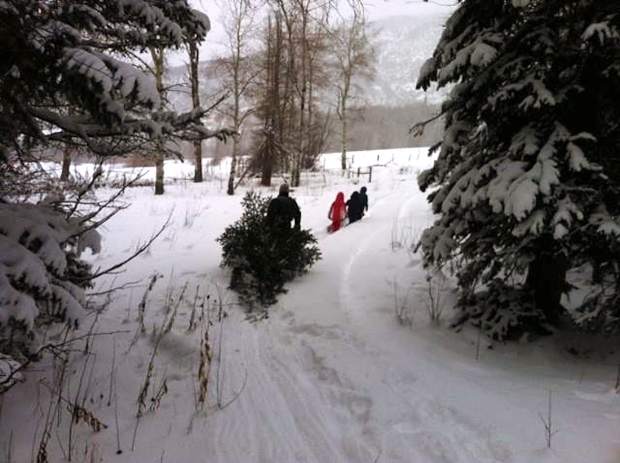 Christmas tree-cutting permits now available at U.S. Forest Service ...