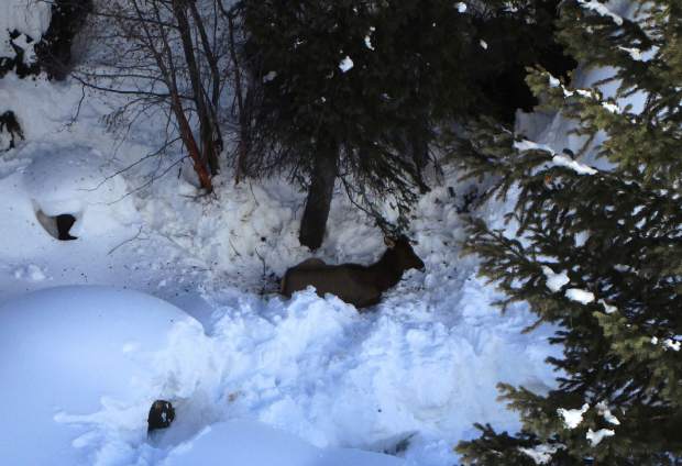 Vail Valley wildlife facing population declines due to development ...