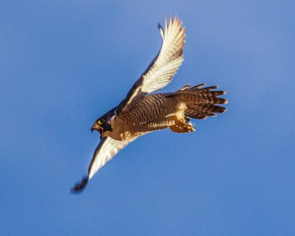 Curious Nature: The peregrine falcon is a bird of many contradictions ...