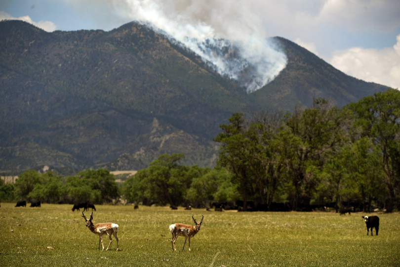 The more than 182,000 acres burned this season in Colorado take a toll ...