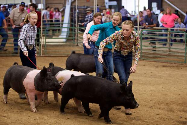 4-H Junior Livestock judging is more than a bovine beauty contest. It ...