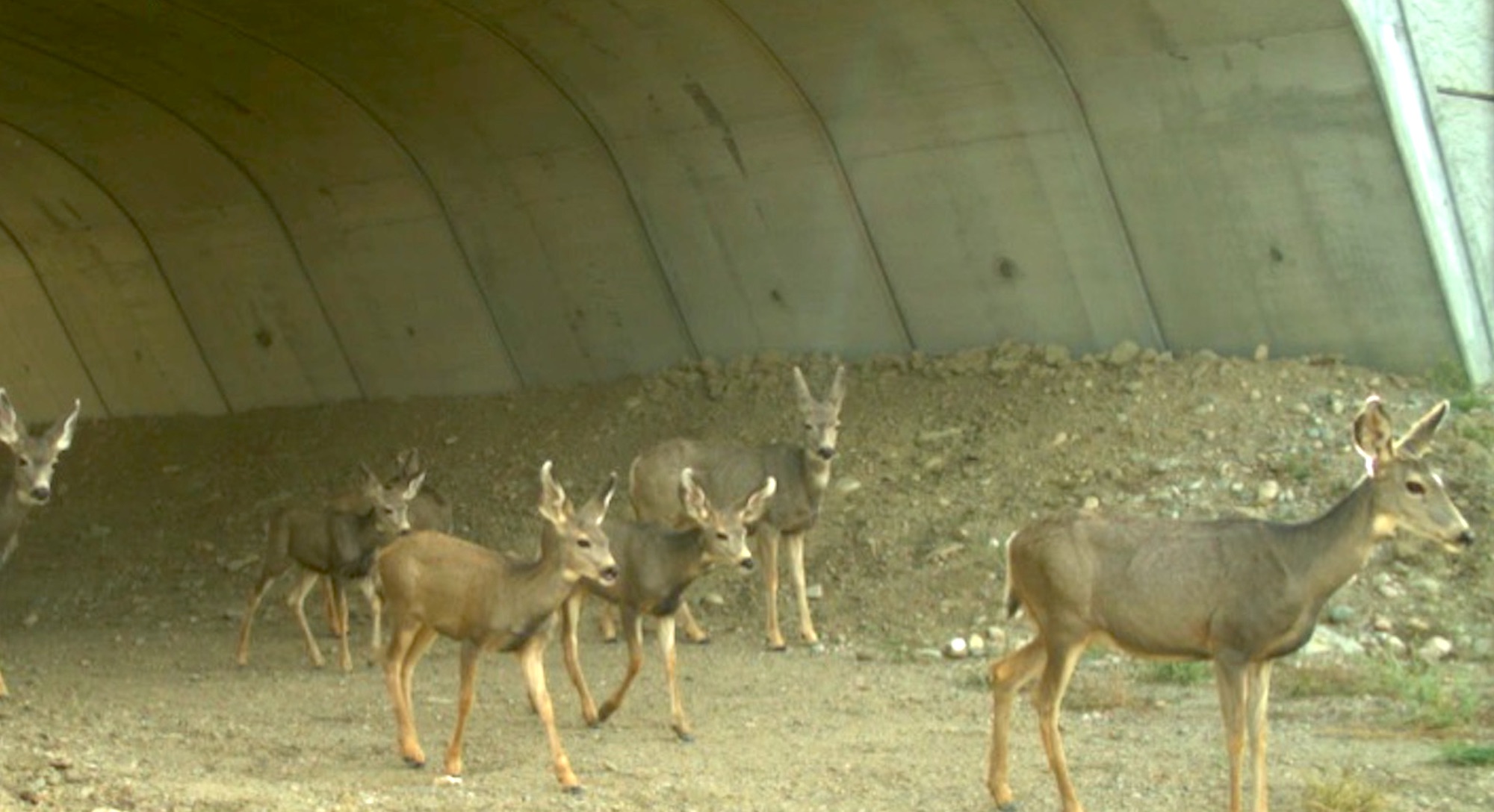 Vail Valley wildlife crossings on highways will require a lot of money ...