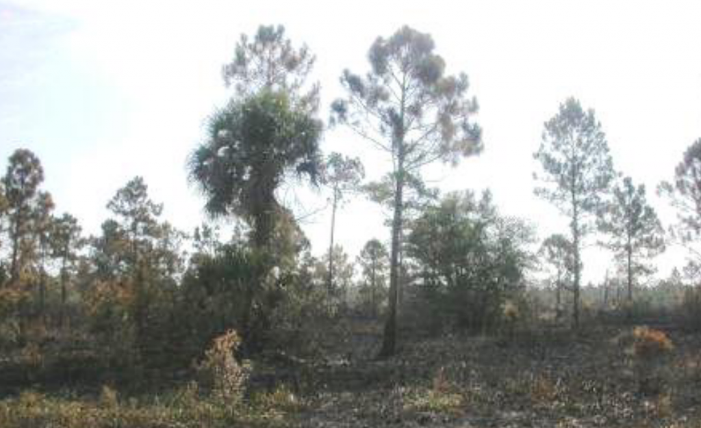 Prescribed burns on tap in Eagle County this spring | VailDaily.com