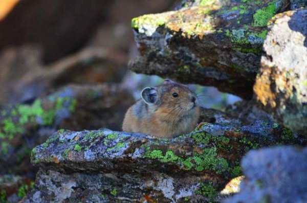 The American pika population is declining, and Walking Mountains needs ...