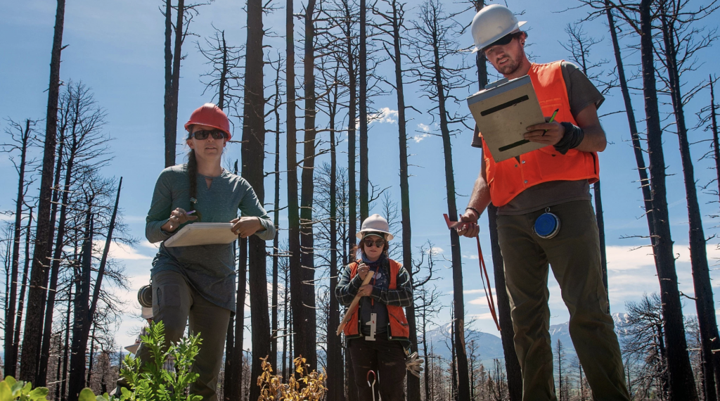 Climate change is transforming Western forests. And that could have big ...