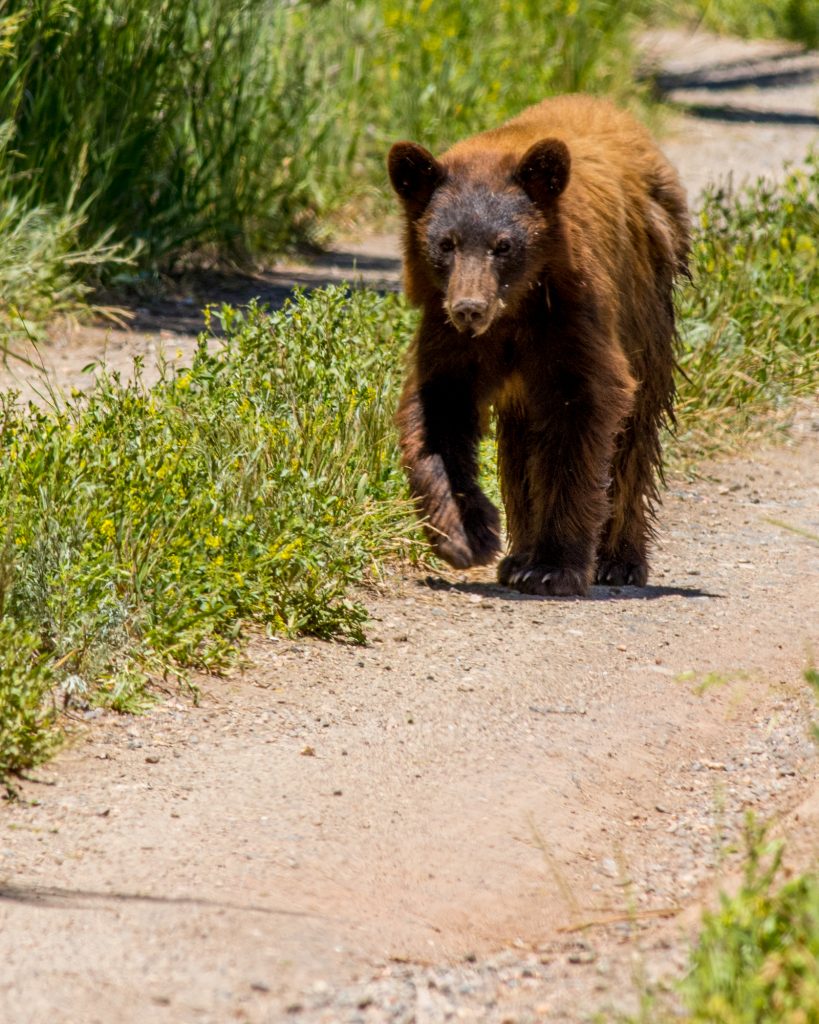 Vail’s bear report takes a light-hearted look at ursine neighbors ...