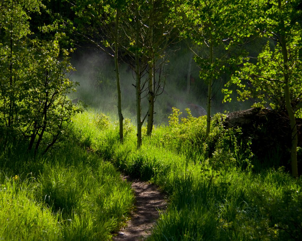 Curious Nature: The beautiful diversity of Eagle County’s habitats ...