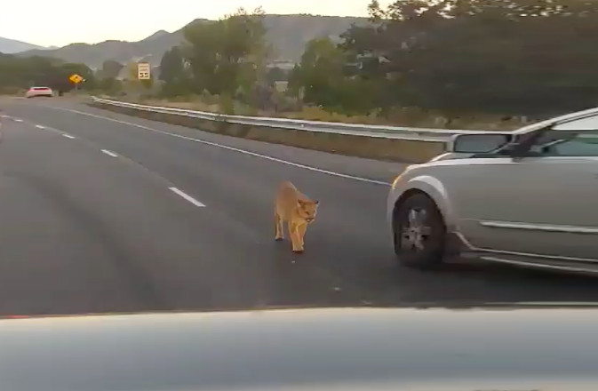 WATCH: Mountain lion on the highway highlights dangers of autumn ...