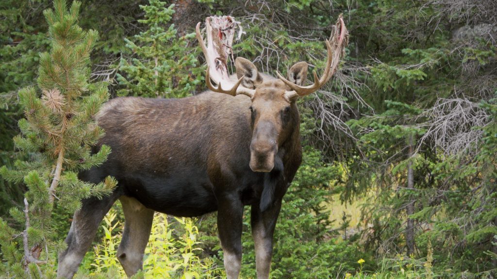 Filmmaker details ‘Colorado’s Moose’ documentary ahead of Frisco event ...