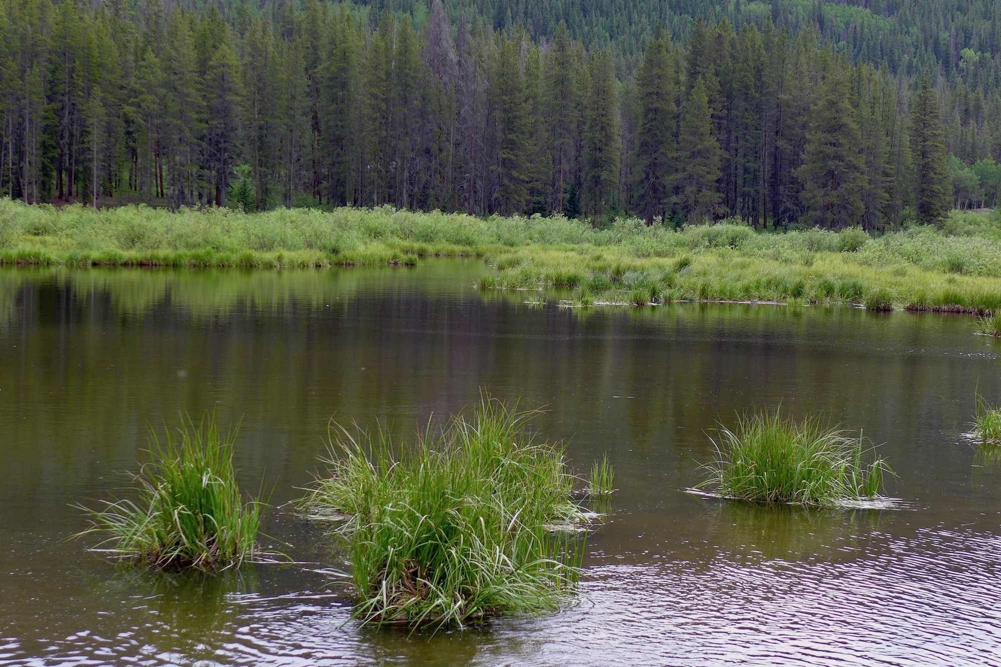 Efforts to relocate an ancient wetland could help determine the fate of ...