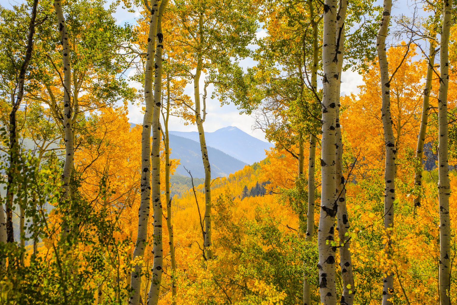 Aspen forests can slow wildfire spread and serve as fire breaks ...