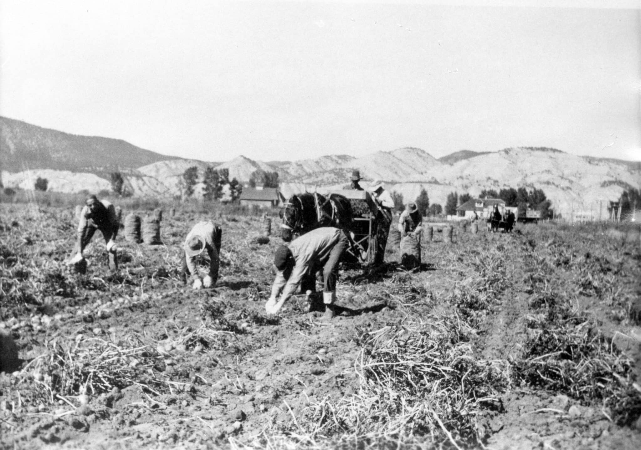Learn about potatoes and porcupines: Kids Corner for the week of 9/21 ...