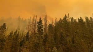 After the wildfire: How Colorado’s plants and wildlife have evolved to ...