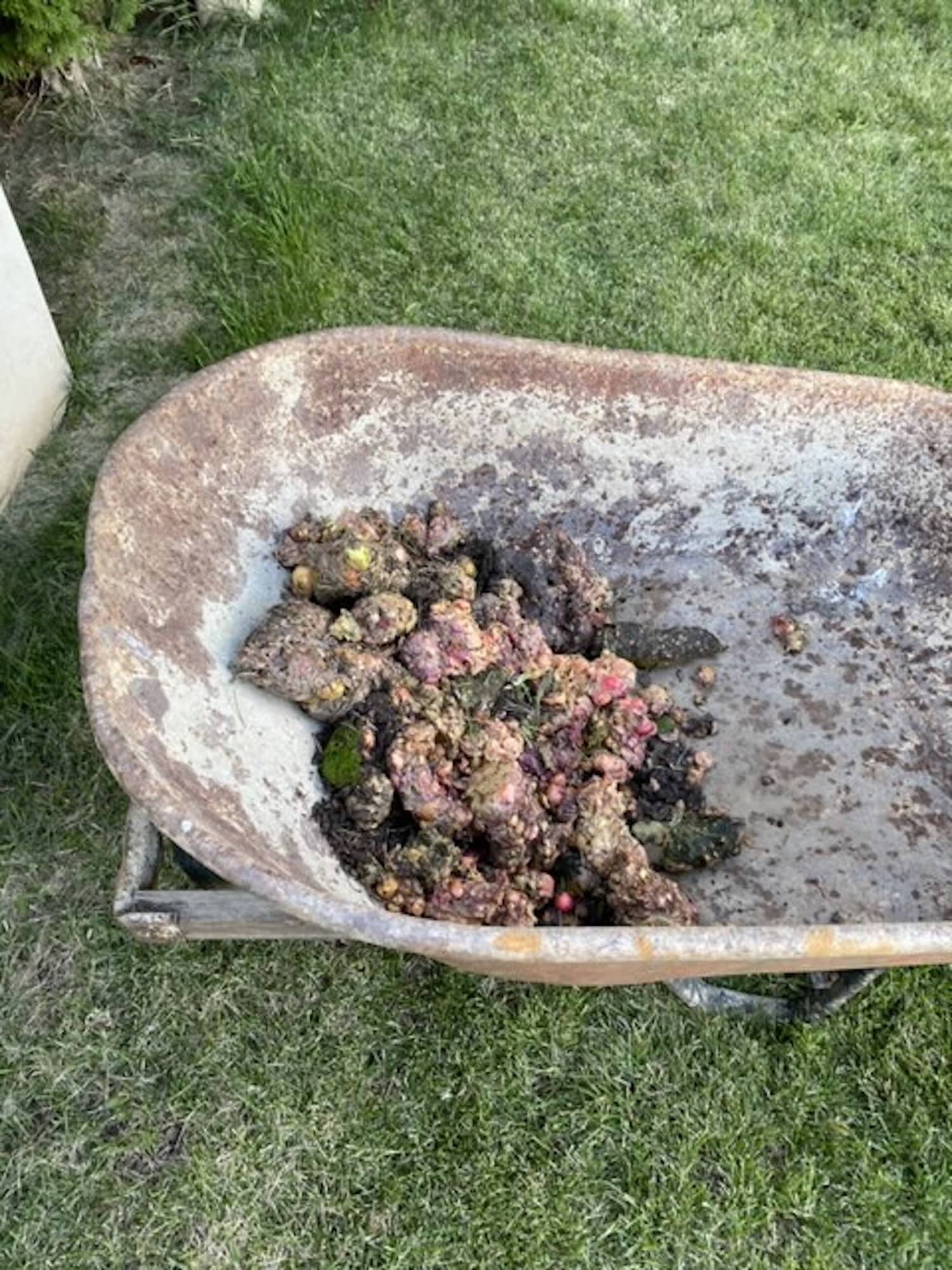 PHOTOS: Bear in West Vail leaves unwelcome scat after eating local’s ...