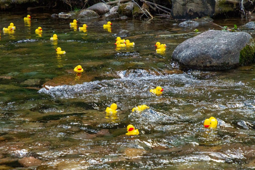 Over 4,000 rubber ducks ‘adopted’ for Vail Rotary Duck Race on Gore ...