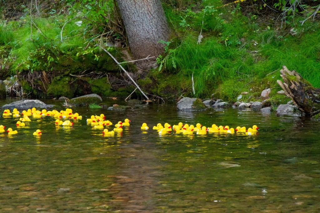 Over 4,000 rubber ducks ‘adopted’ for Vail Rotary Duck Race on Gore ...