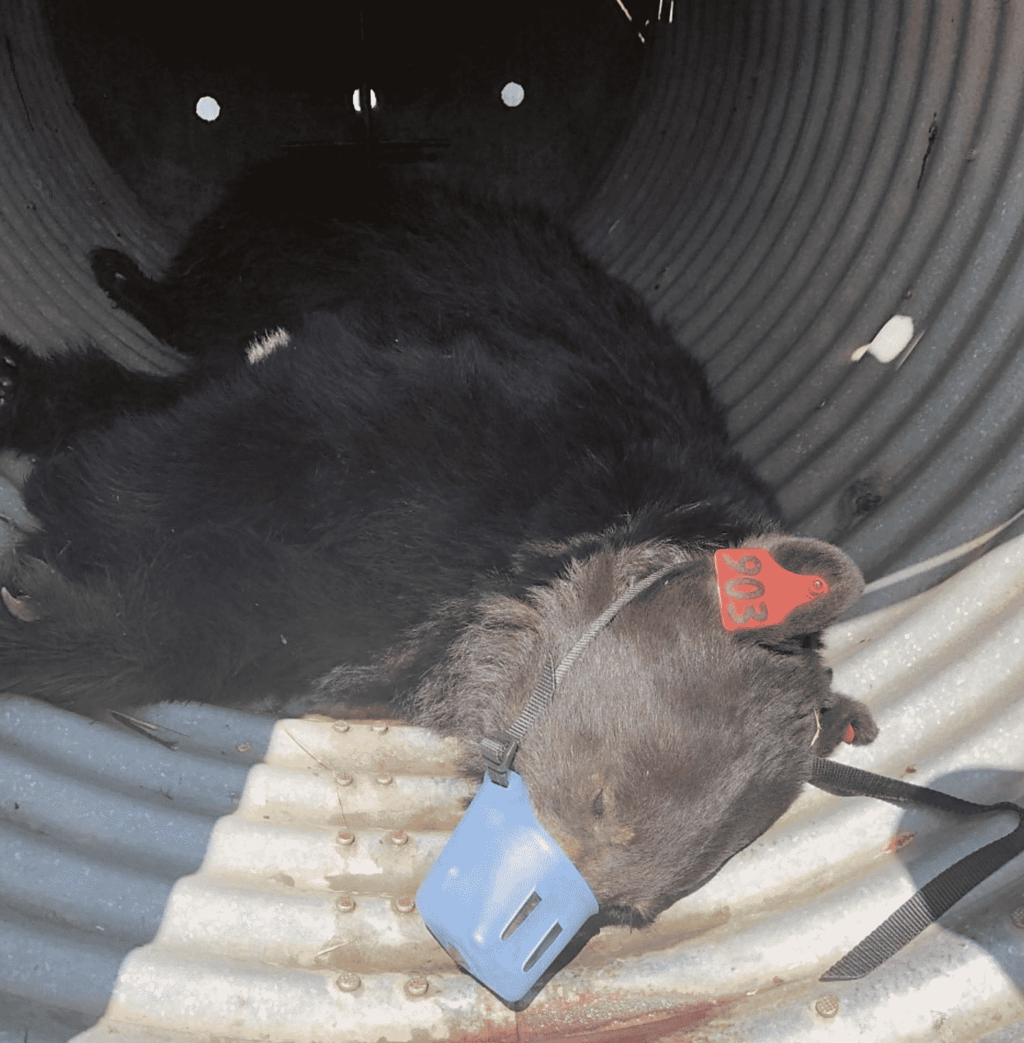 Rest and relocation: Bear living in Granby moved by officials ...