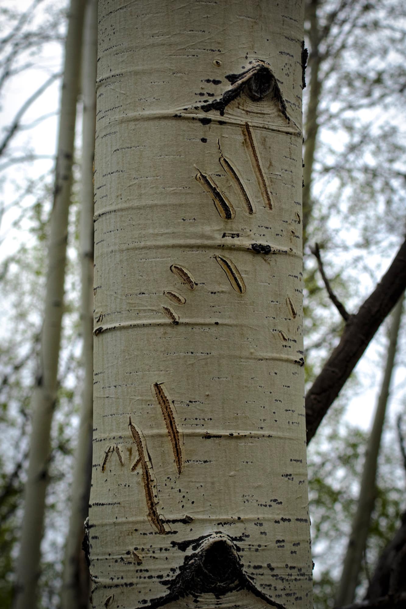 Bear necessities: Everything you need to know to avoid attracting bears ...